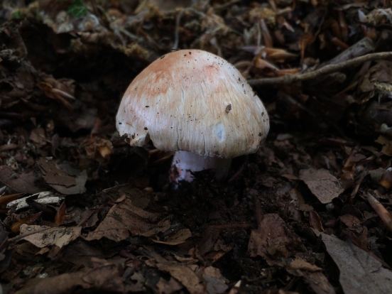 Deadly Fibrecap - Wild Food UK