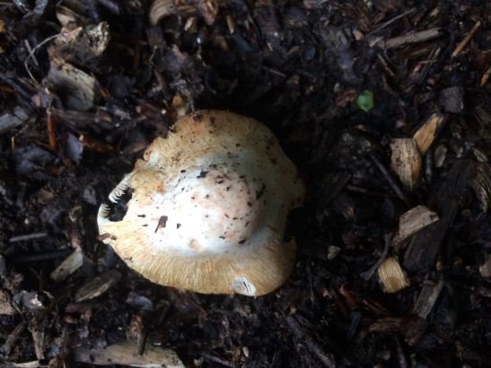Deadly Fibrecap - Wild Food UK