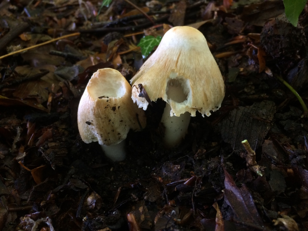 Deadly Fibrecap - Wild Food UK