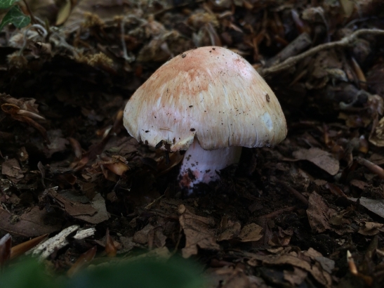 Deadly Fibrecap - Wild Food UK