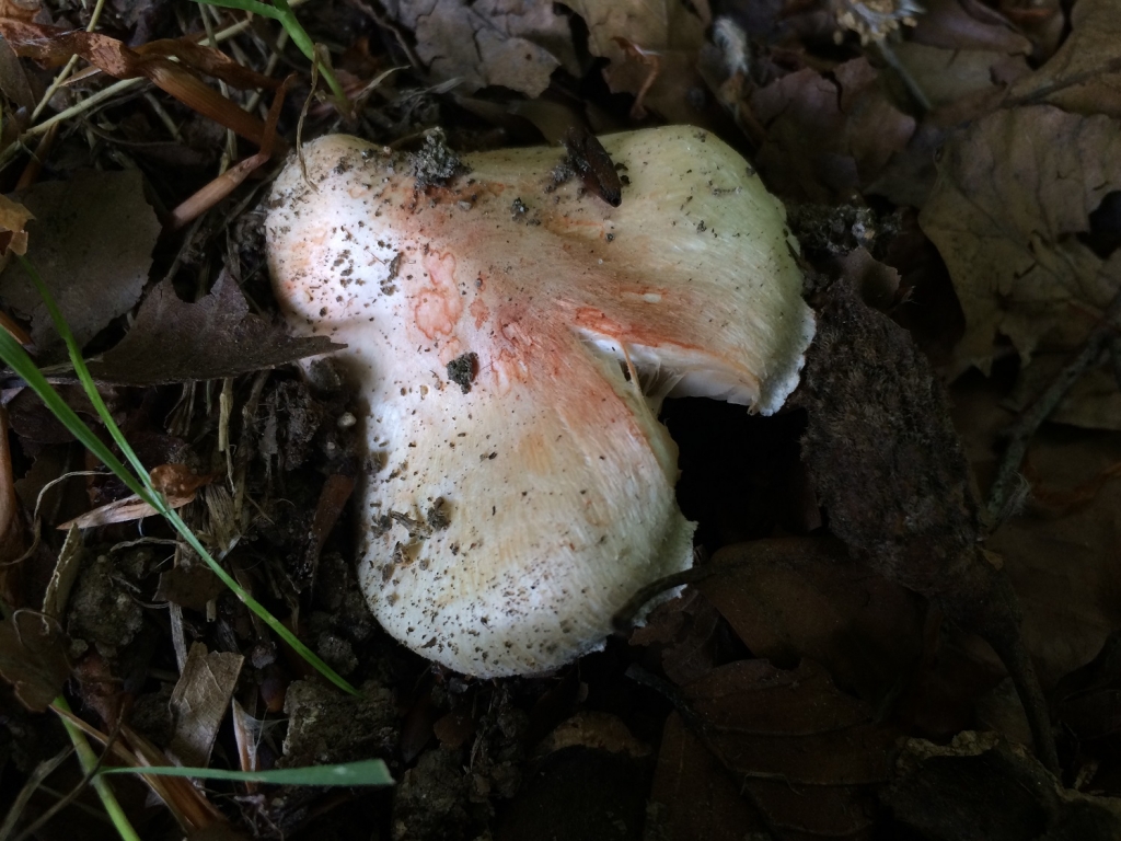 Deadly Fibrecap - Wild Food UK