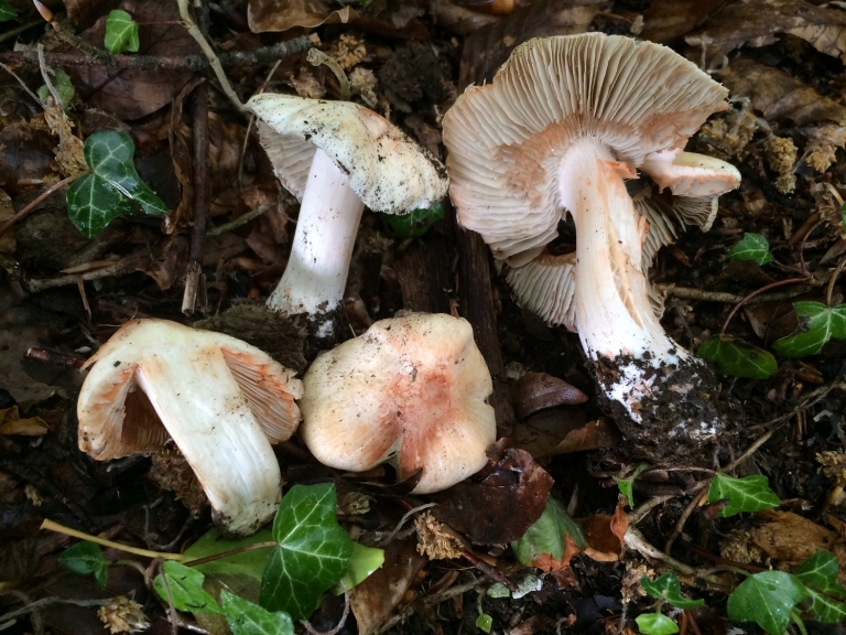 Deadly Fibrecap - Wild Food UK