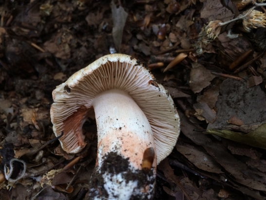 Deadly Fibrecap - Wild Food UK