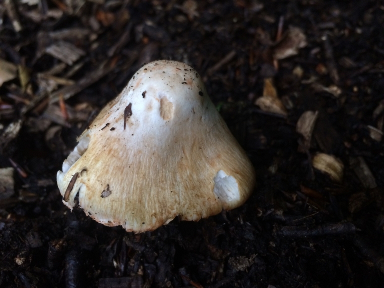 Deadly Fibrecap - Wild Food UK