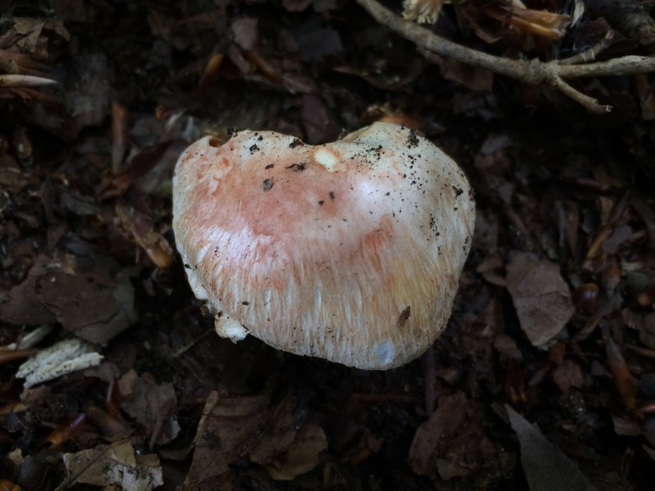 Deadly Fibrecap - Wild Food UK
