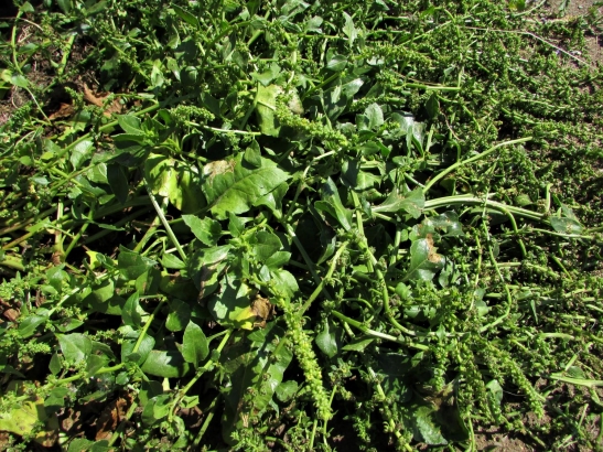Sea Beet - Wild Food UK