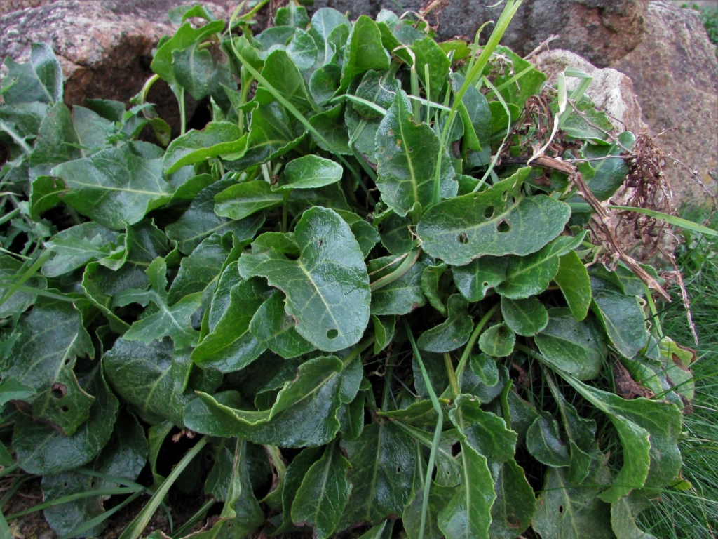 Sea Beet - Wild Food UK