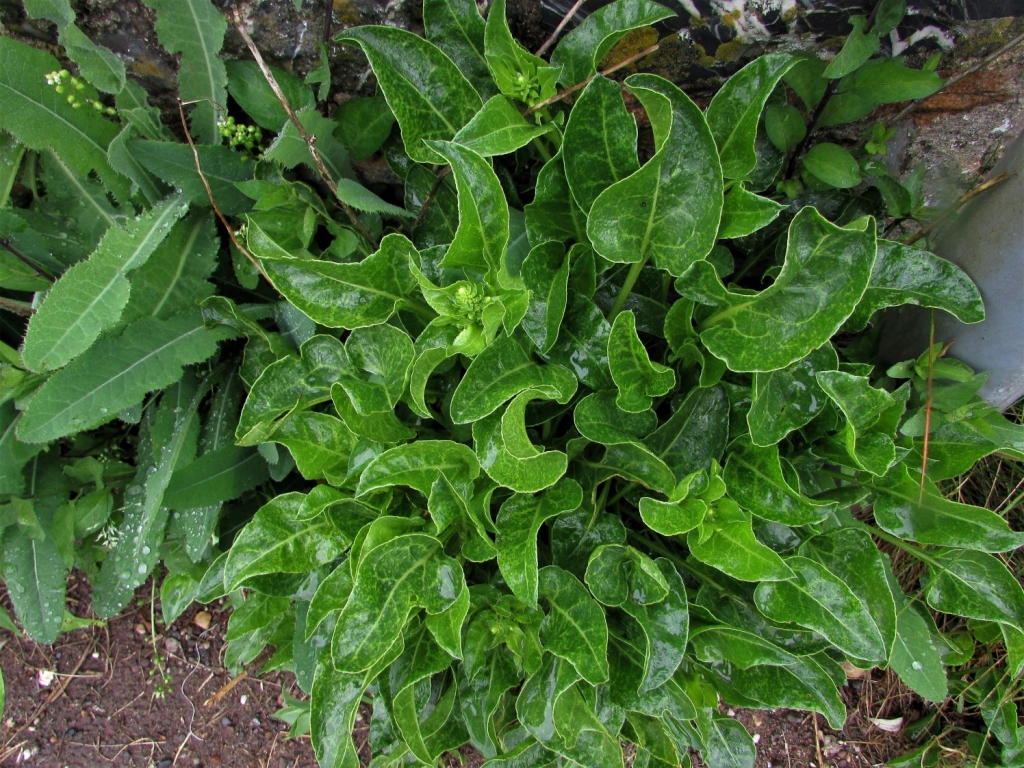 Sea Beet - Wild Food UK