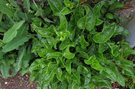 Wild Plants in the UK: British Hedgerow Food & Foraging Guide