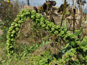 Sea Beet - Wild Food UK