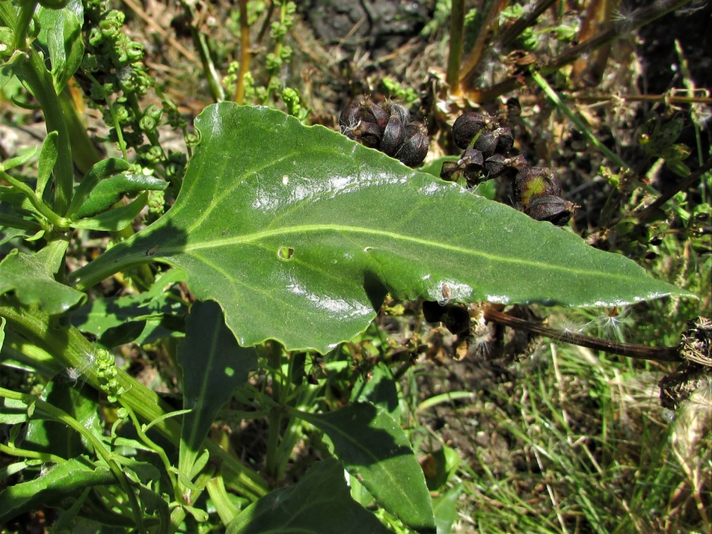 Sea Beet - Wild Food UK