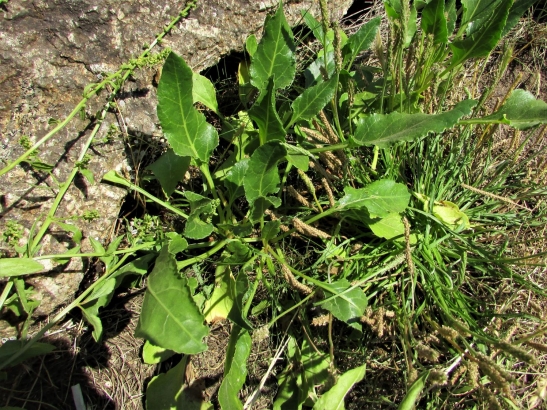 Sea Beet - Wild Food UK