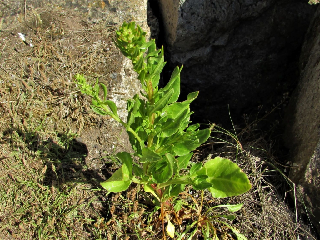 Sea Beet - Wild Food UK