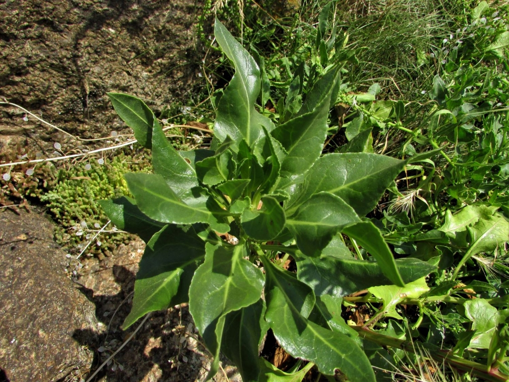 Sea Beet - Wild Food UK