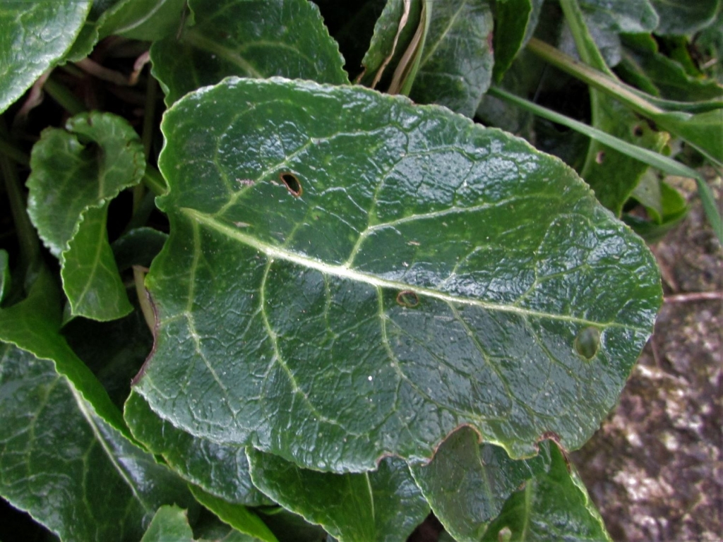 Sea Beet - Wild Food UK