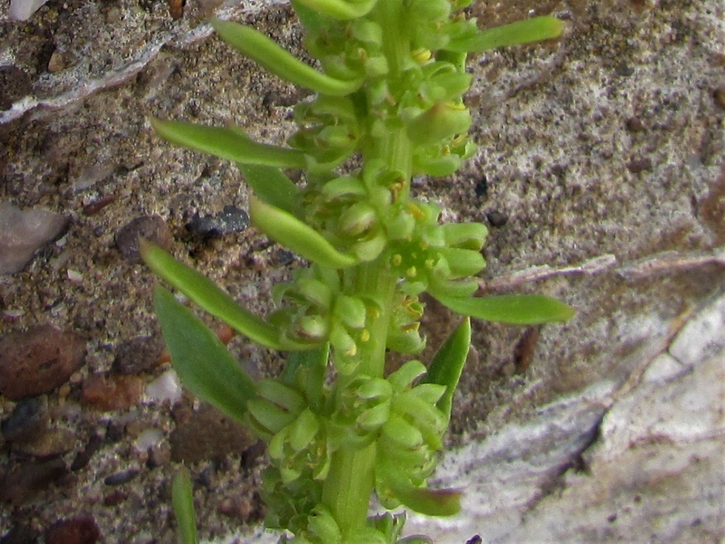 Sea Beet - Wild Food UK