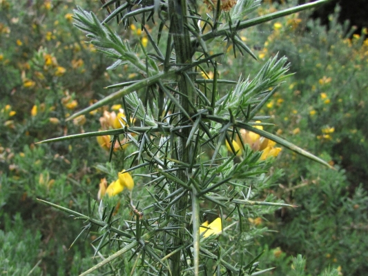 Gorse - Wild Food UK