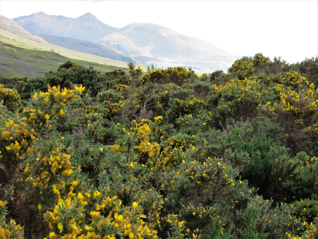 Gorse - Wild Food UK