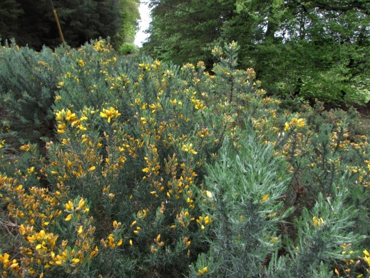 Gorse - Wild Food UK