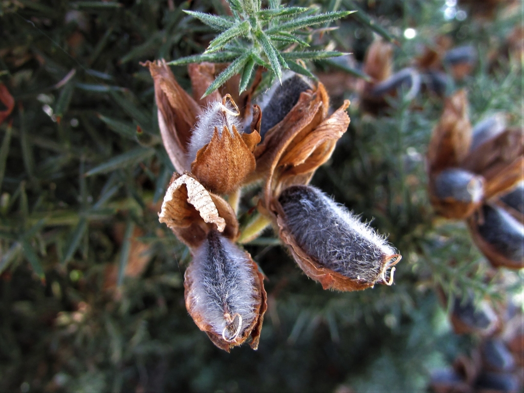 Gorse - Wild Food UK