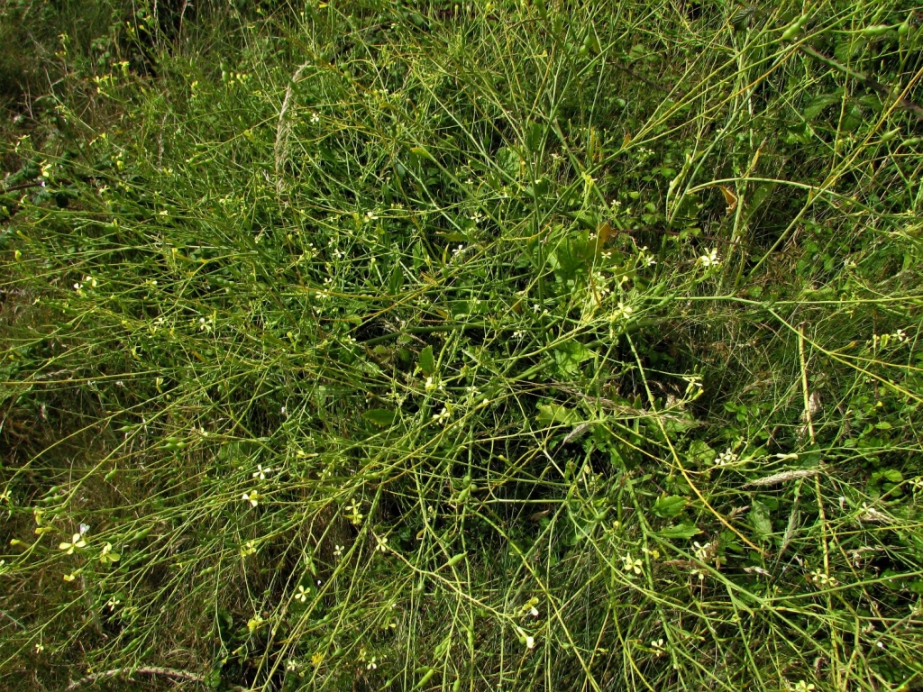 Sea Radish - Wild Food UK
