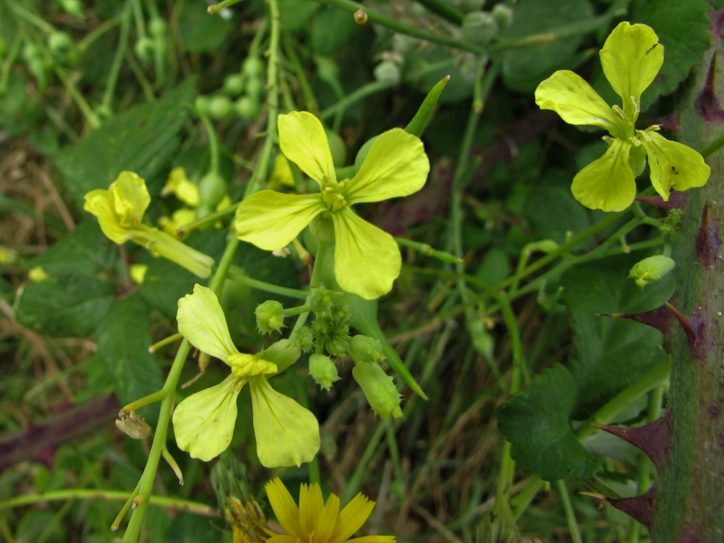 Sea Radish - Wild Food UK