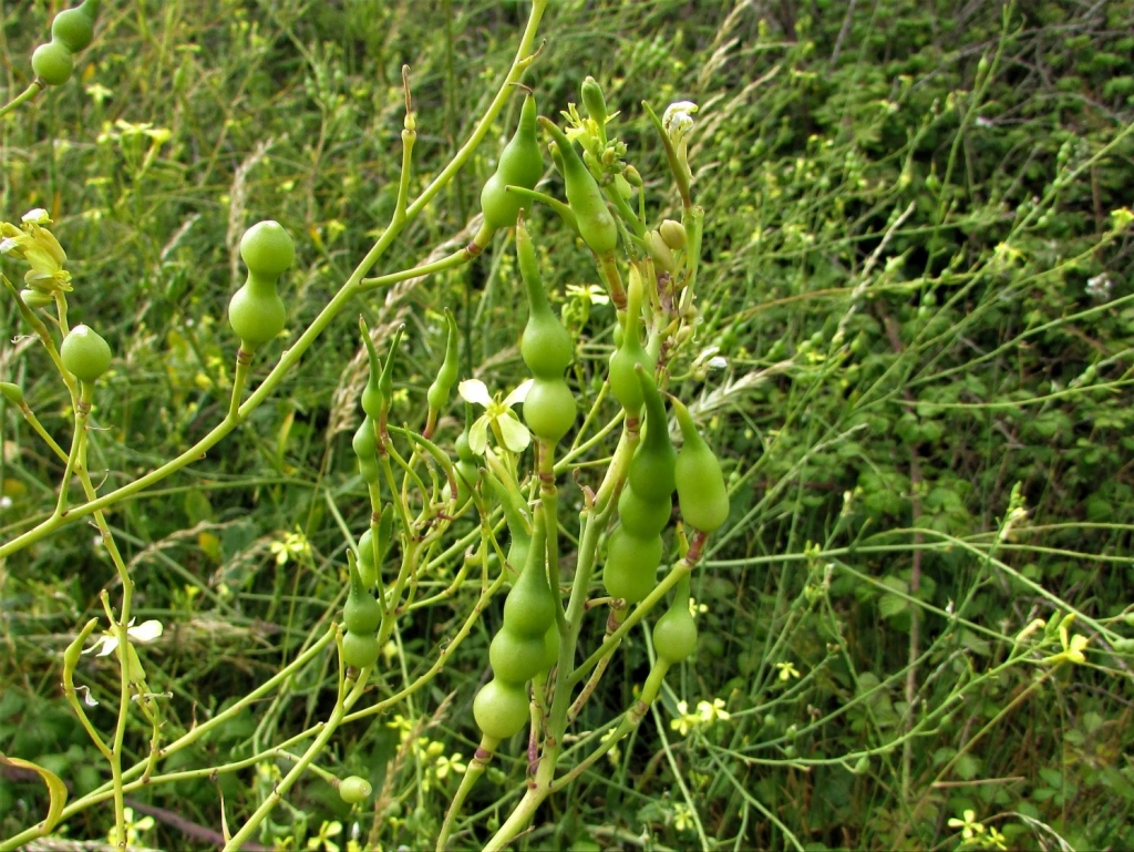 Sea Radish - Wild Food UK