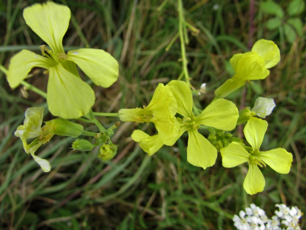 Sea Radish - Wild Food UK