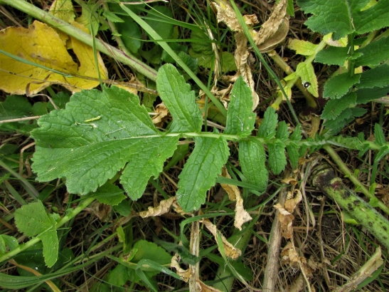 Sea Radish - Wild Food UK