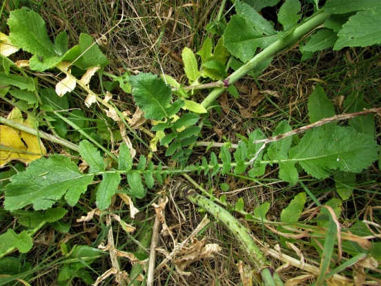 Sea Radish - Wild Food UK