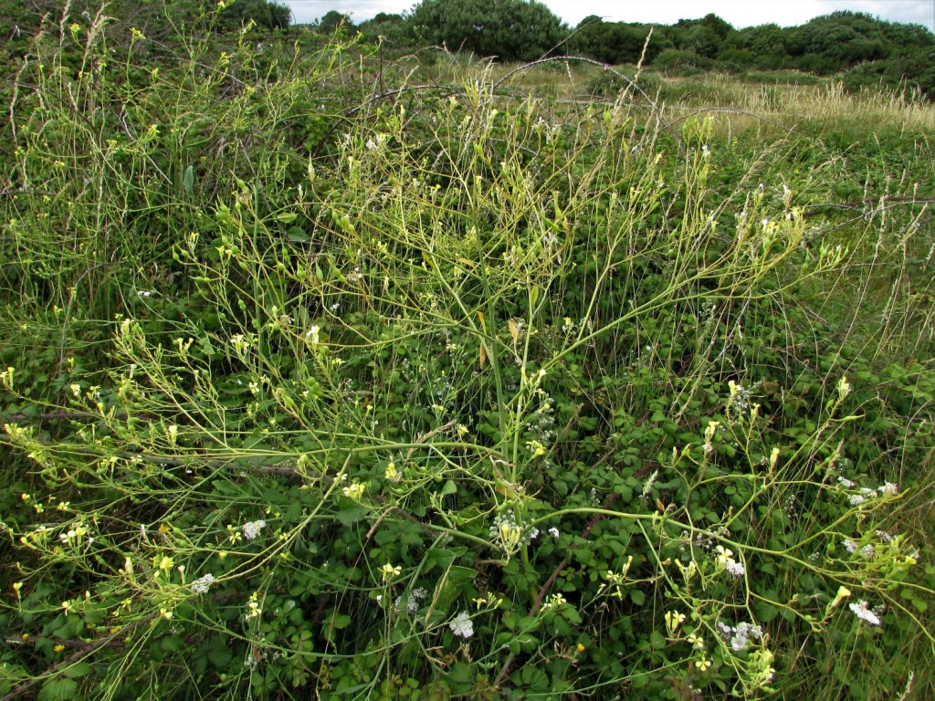 Sea Radish - Wild Food UK