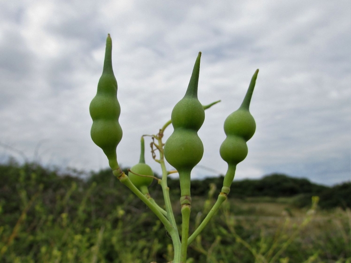 Sea Radish - Wild Food UK