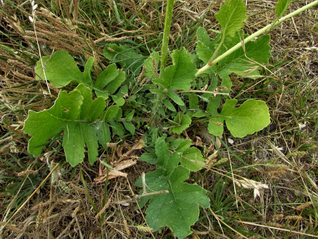 Sea Radish - Wild Food UK