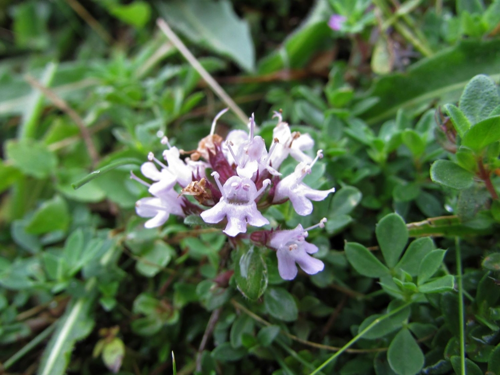 Wild Thyme - Wild Food UK