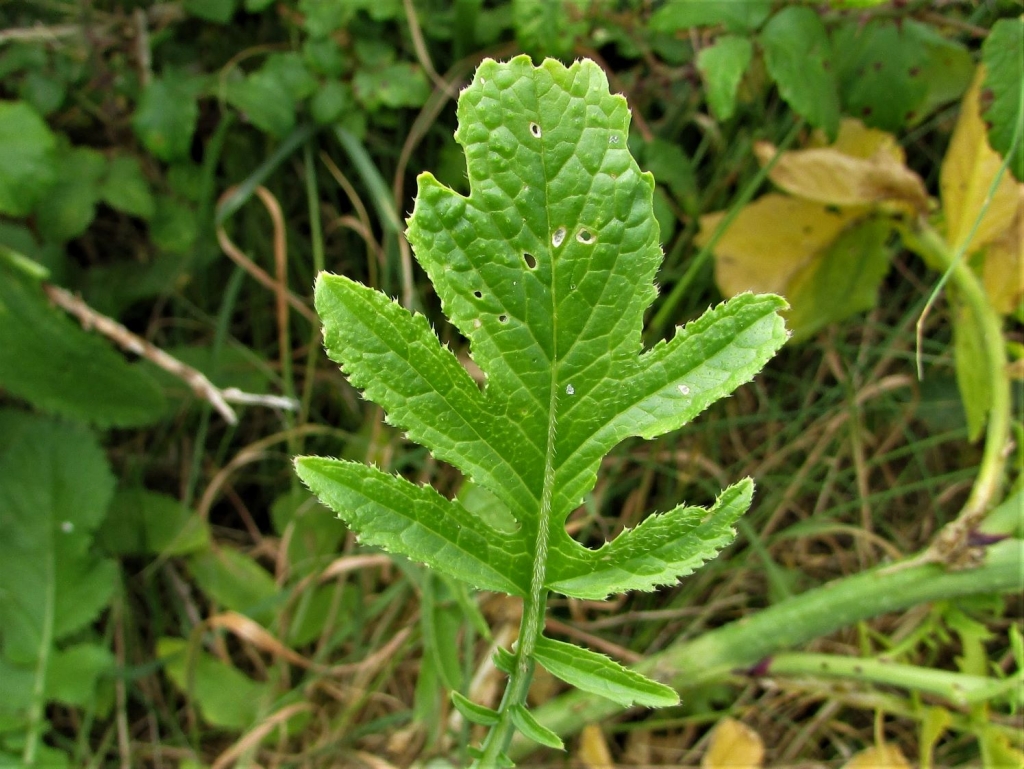Sea Radish - Wild Food UK