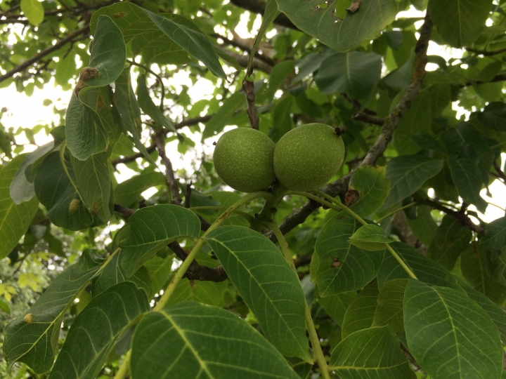 Walnut - Wild Food UK