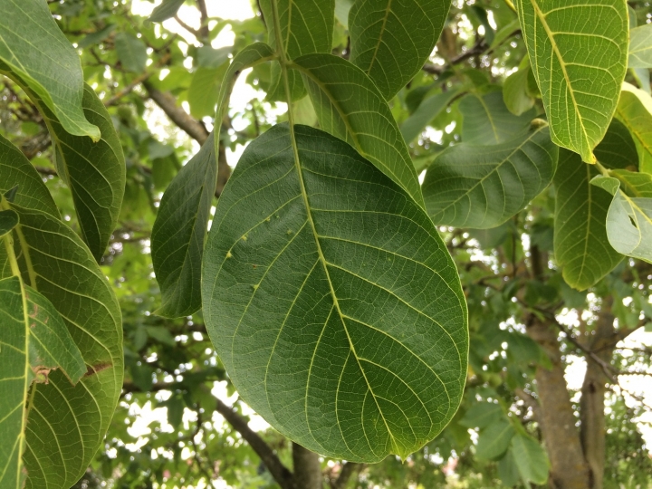 Walnut - Wild Food UK