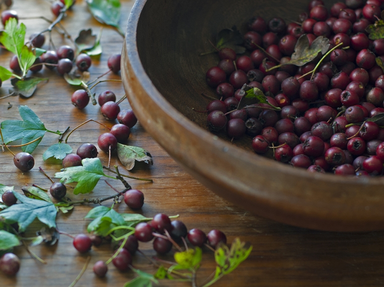 Hawthorn Ketchup - Wild Food UK