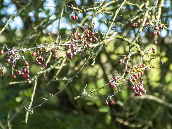 Hawthorn Ketchup - Wild Food UK
