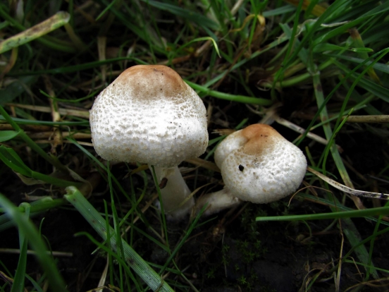Stinking Dapperling - Wild Food UK