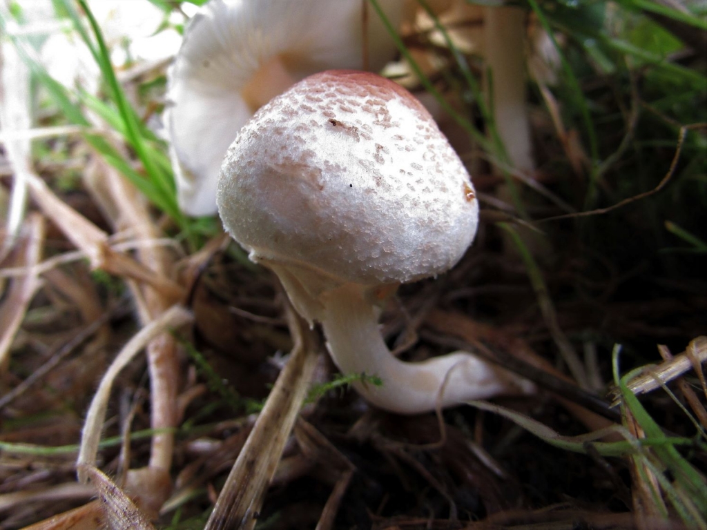 Stinking Dapperling - Wild Food UK