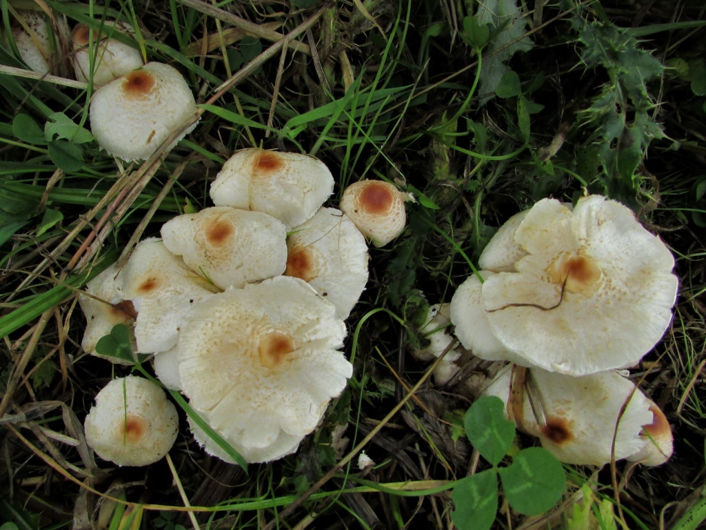 Stinking Dapperling - Wild Food UK