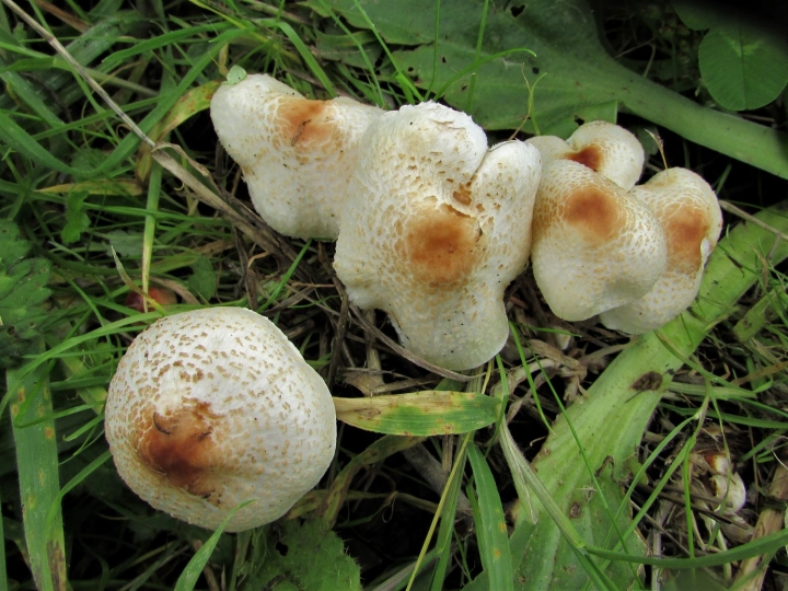 Stinking Dapperling - Wild Food UK