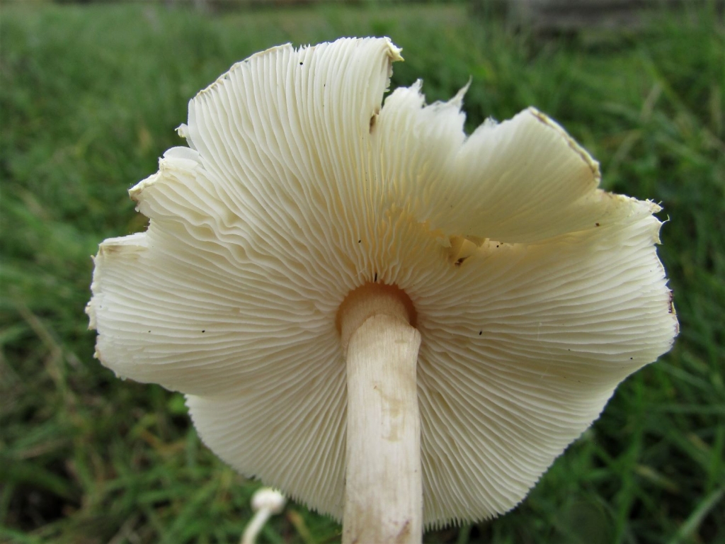 Stinking Dapperling - Wild Food UK