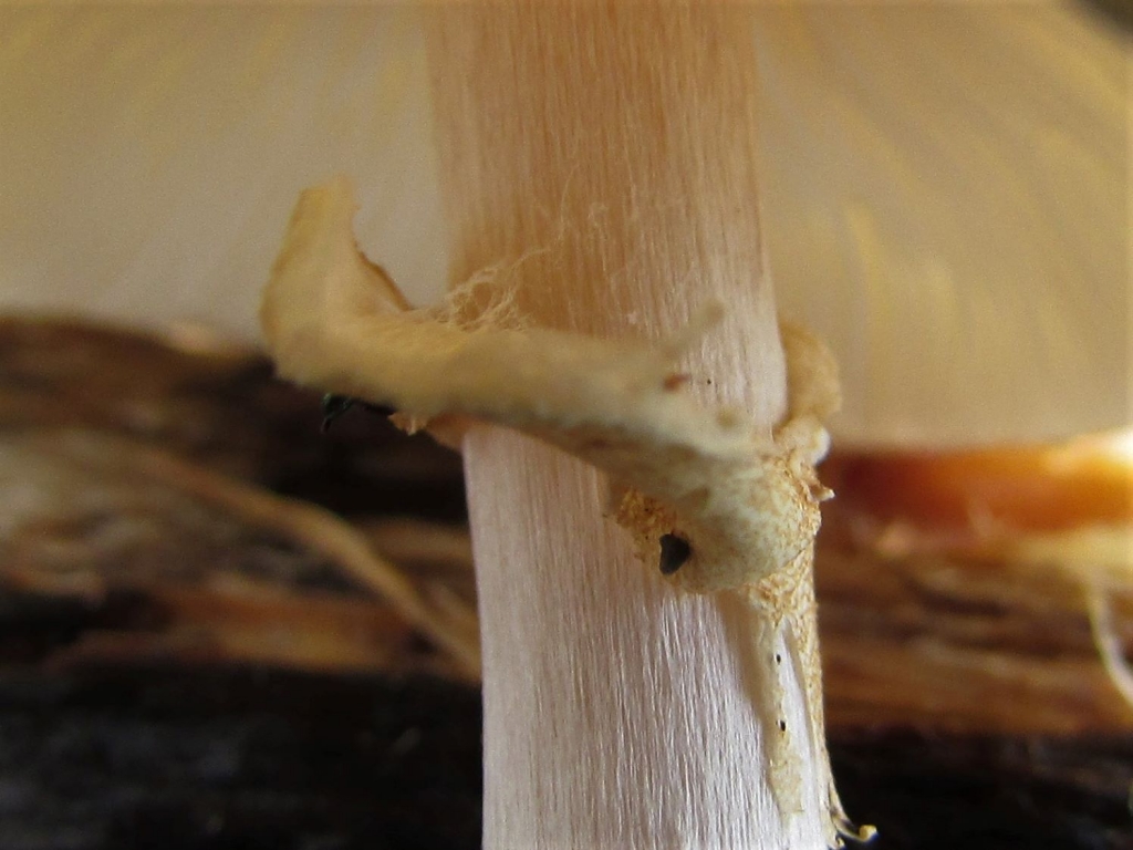 Stinking Dapperling - Wild Food UK