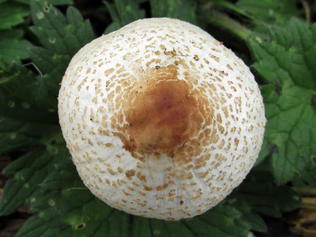 Stinking Dapperling - Wild Food UK