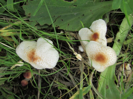 Stinking Dapperling - Wild Food UK