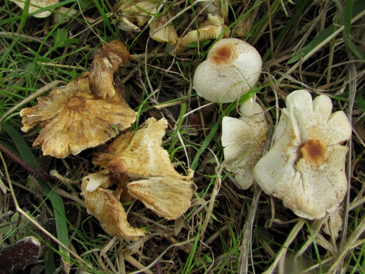 Stinking Dapperling - Wild Food UK