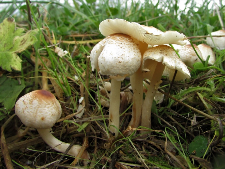 Stinking Dapperling - Wild Food UK