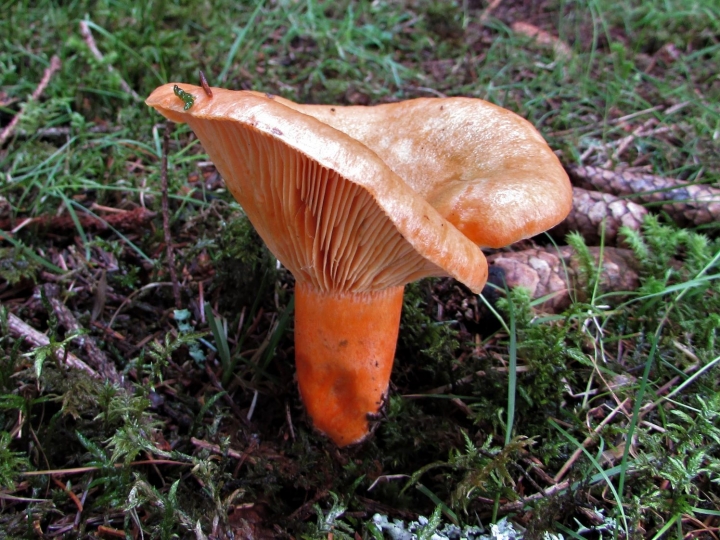 False Saffron Milkcap - Wild Food UK